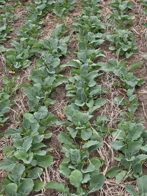 Friday Crop Report on a Thursday week two of June. - Farming and ...